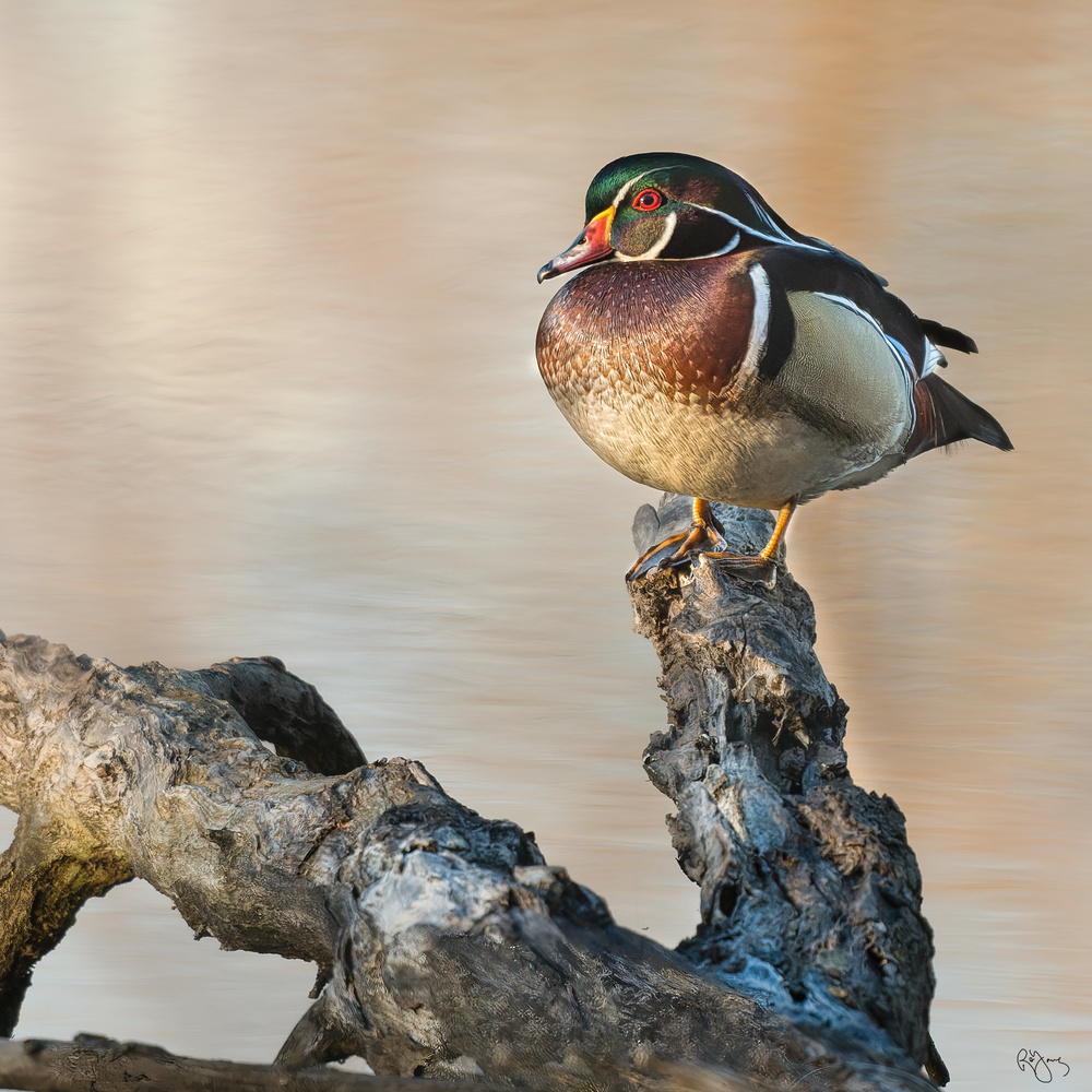 Wood Duck - Roy Gipson Young on Fstoppers