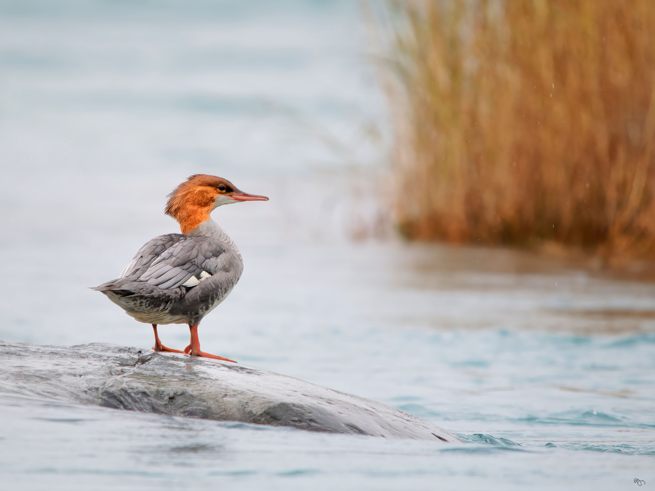 Common Merganser by Roy Gipson Young | Fstoppers