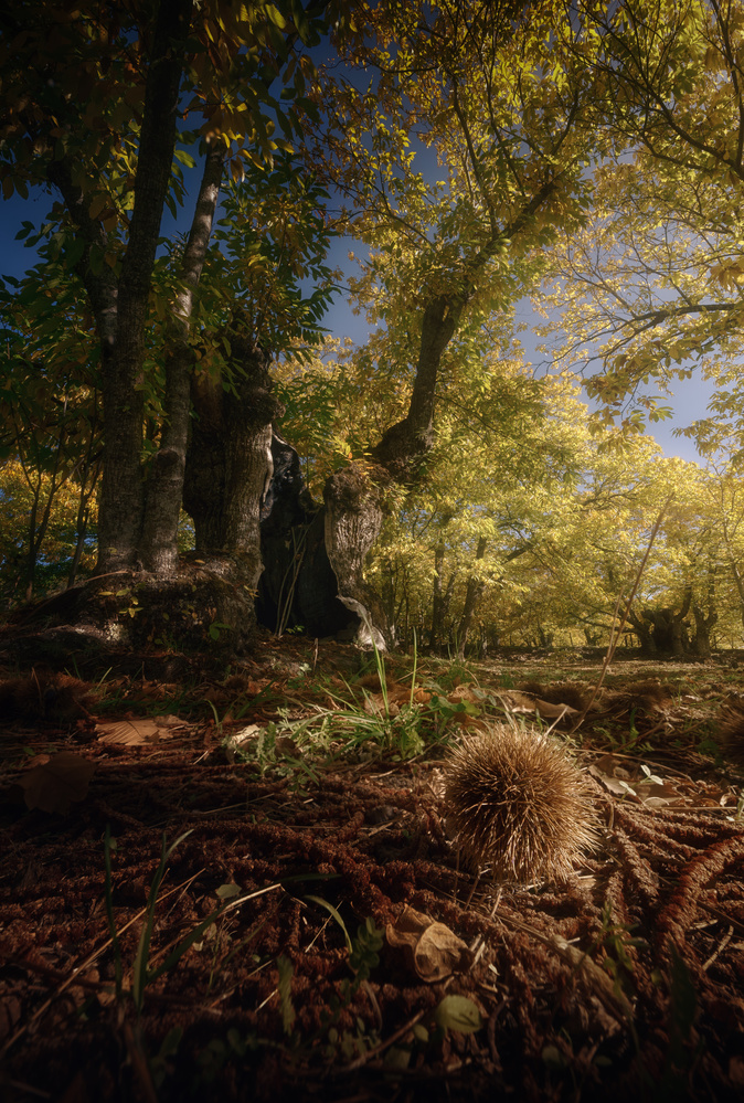 The Copper Forest by DaniGviews /Daniel | Fstoppers