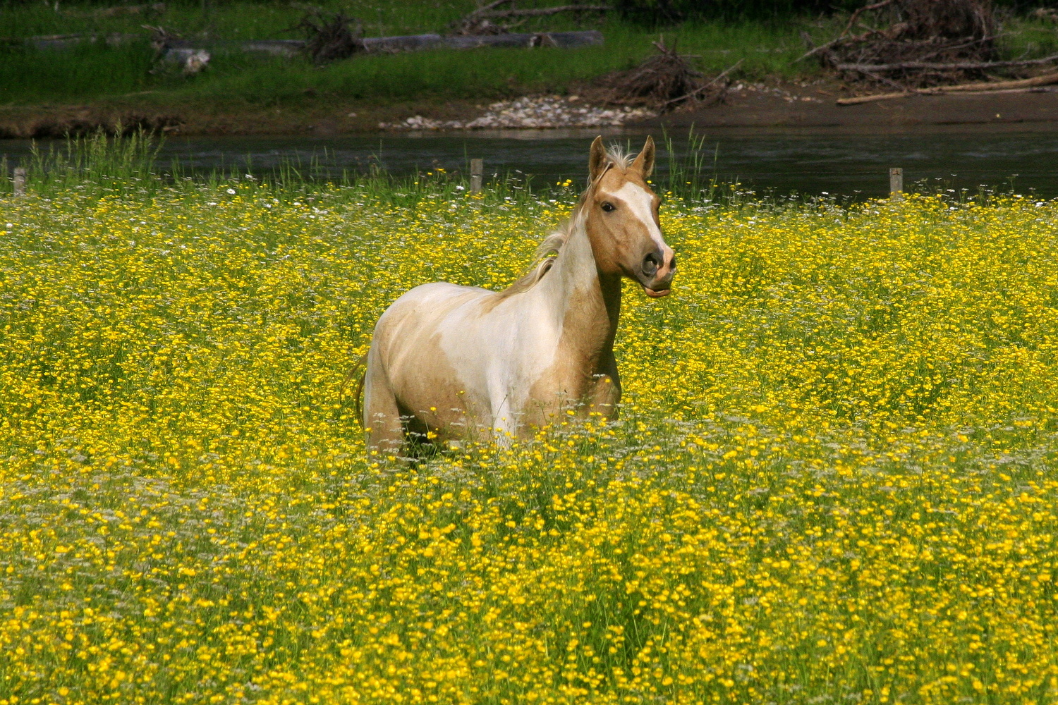 Yellow horse - Gerry Frederick on Fstoppers