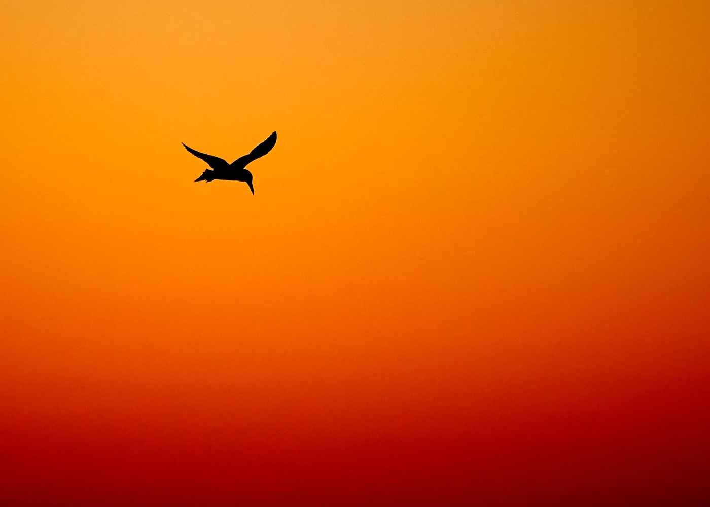 Bird - Hank Rintjema on Fstoppers