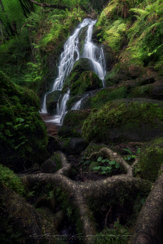The brain of the forest - Unai Larraya on Fstoppers