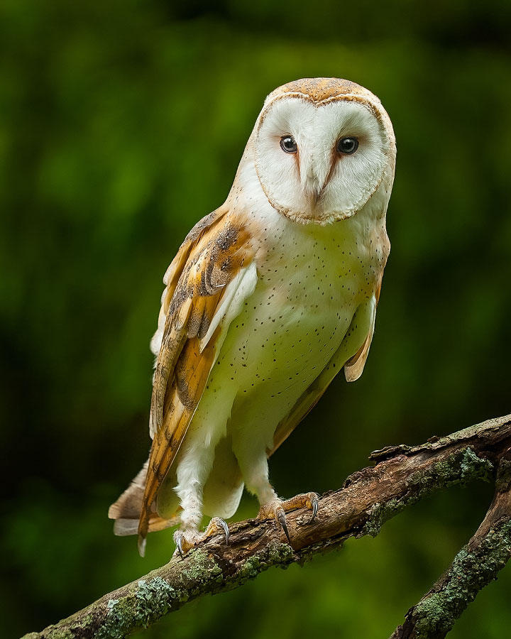 Bird of Prey - Gary Muth on Fstoppers