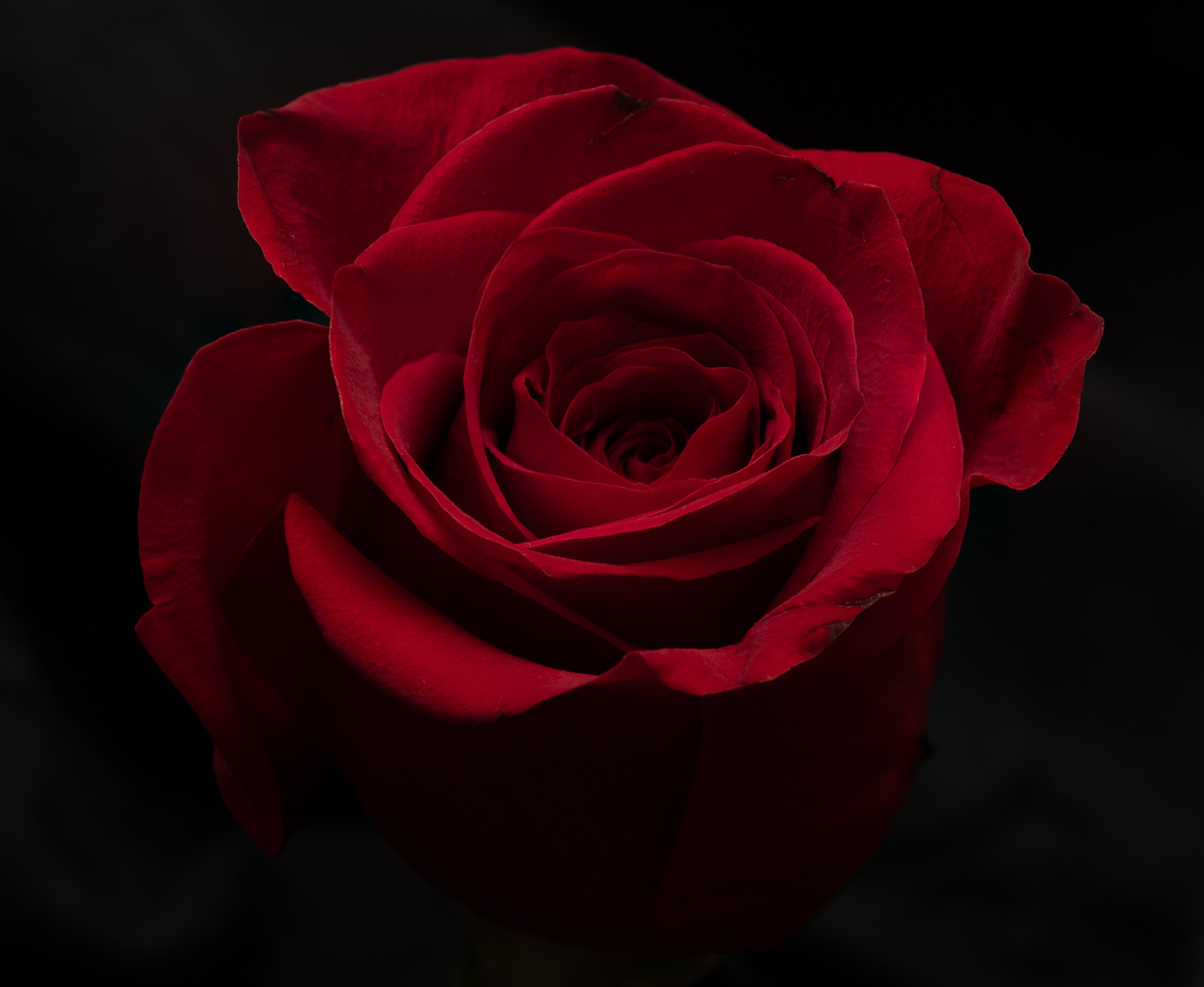 Red Rose with Shadows - Michael Jazayeri on Fstoppers