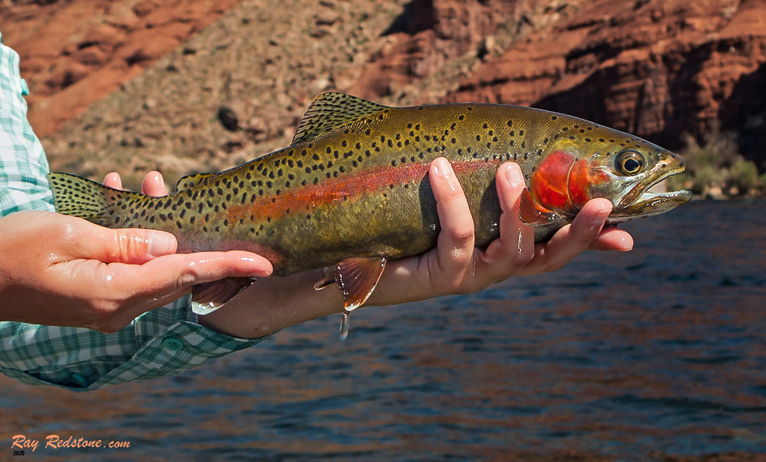 Vibrant Colored Colorado River Rainbow Trout by Ray Redstone | Fstoppers