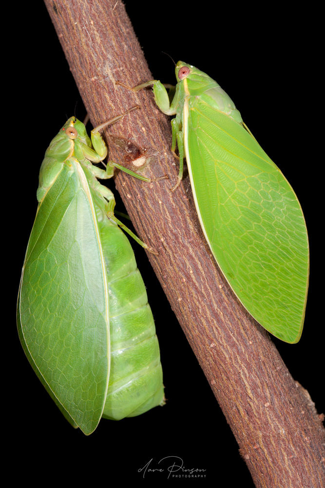 Bladder Cicadas - Dave Pinson on Fstoppers
