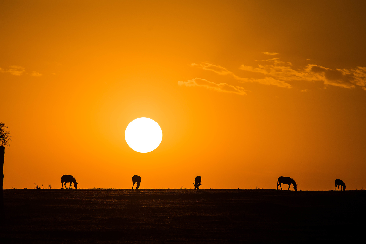 Zebra Sunset in Kenya - Karanja Njiiri on Fstoppers