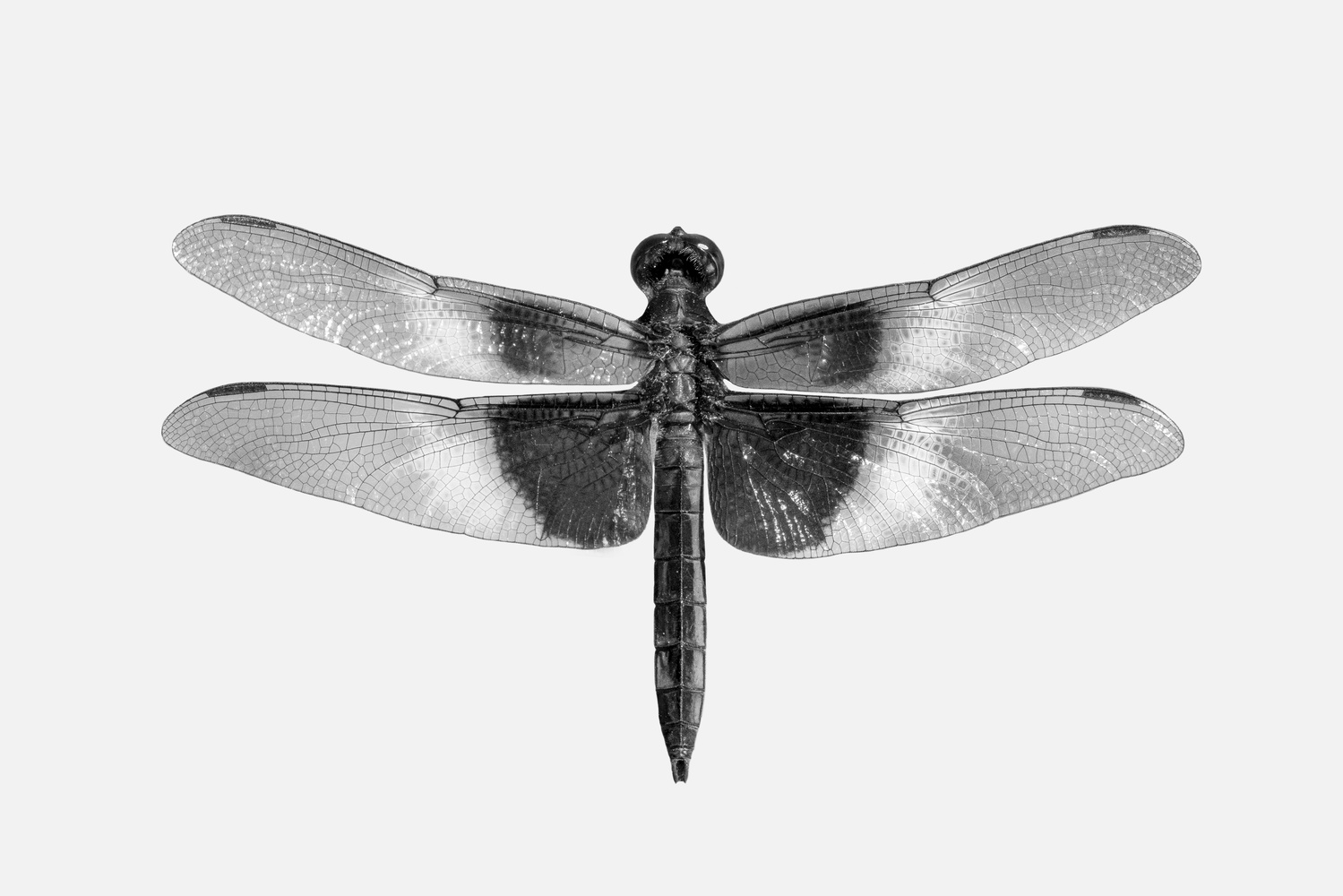 Dragonfly BW - Nick Froment on Fstoppers