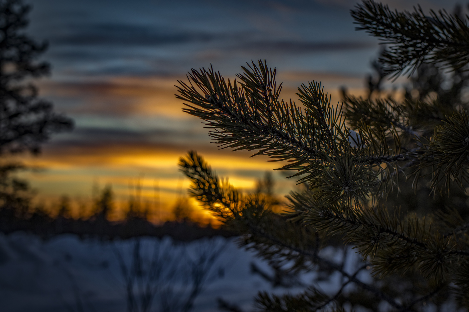 Evening in the forest - Andrew LS on Fstoppers