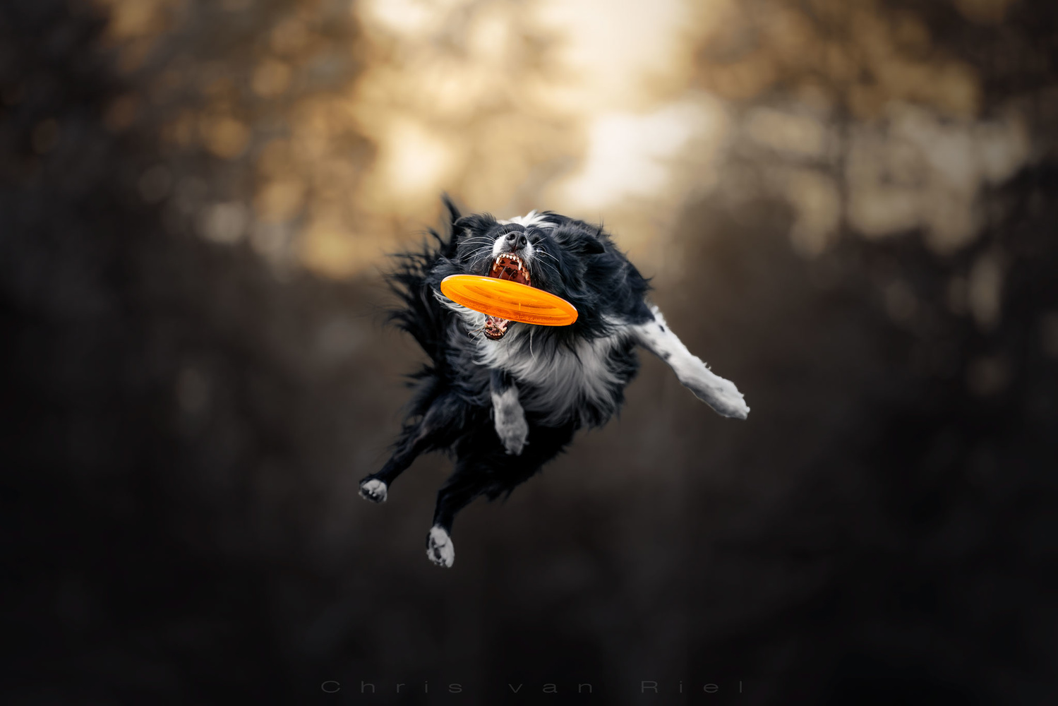 Flying furrballs: Poetry in motion - Chris Van Riel on Fstoppers
