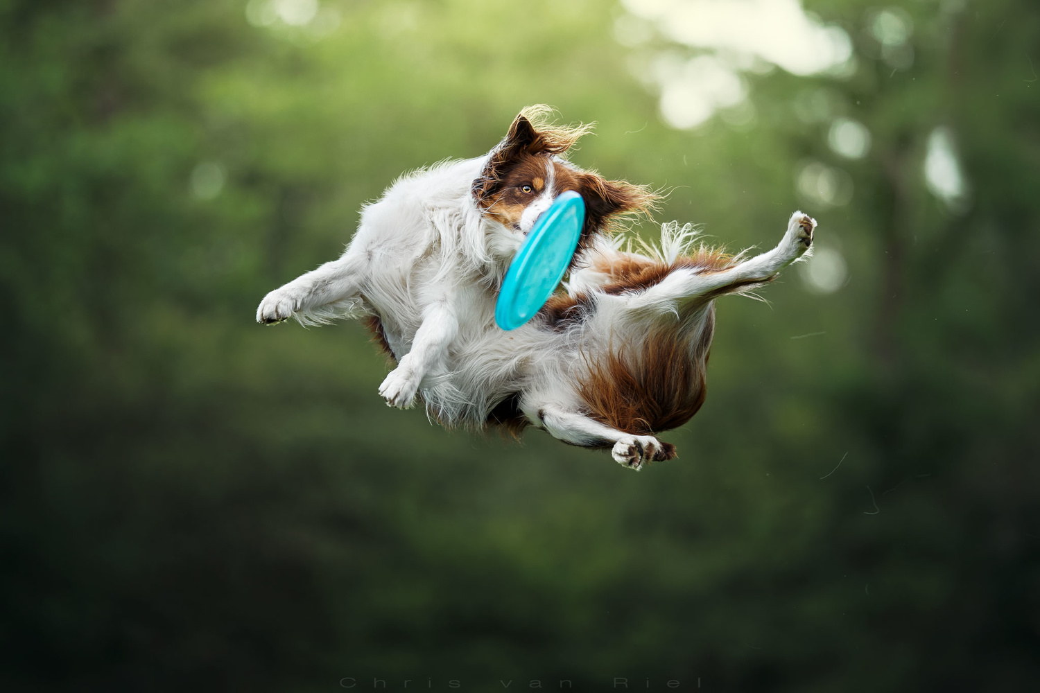 Flying furrballs: Poetry in motion - Chris Van Riel on Fstoppers