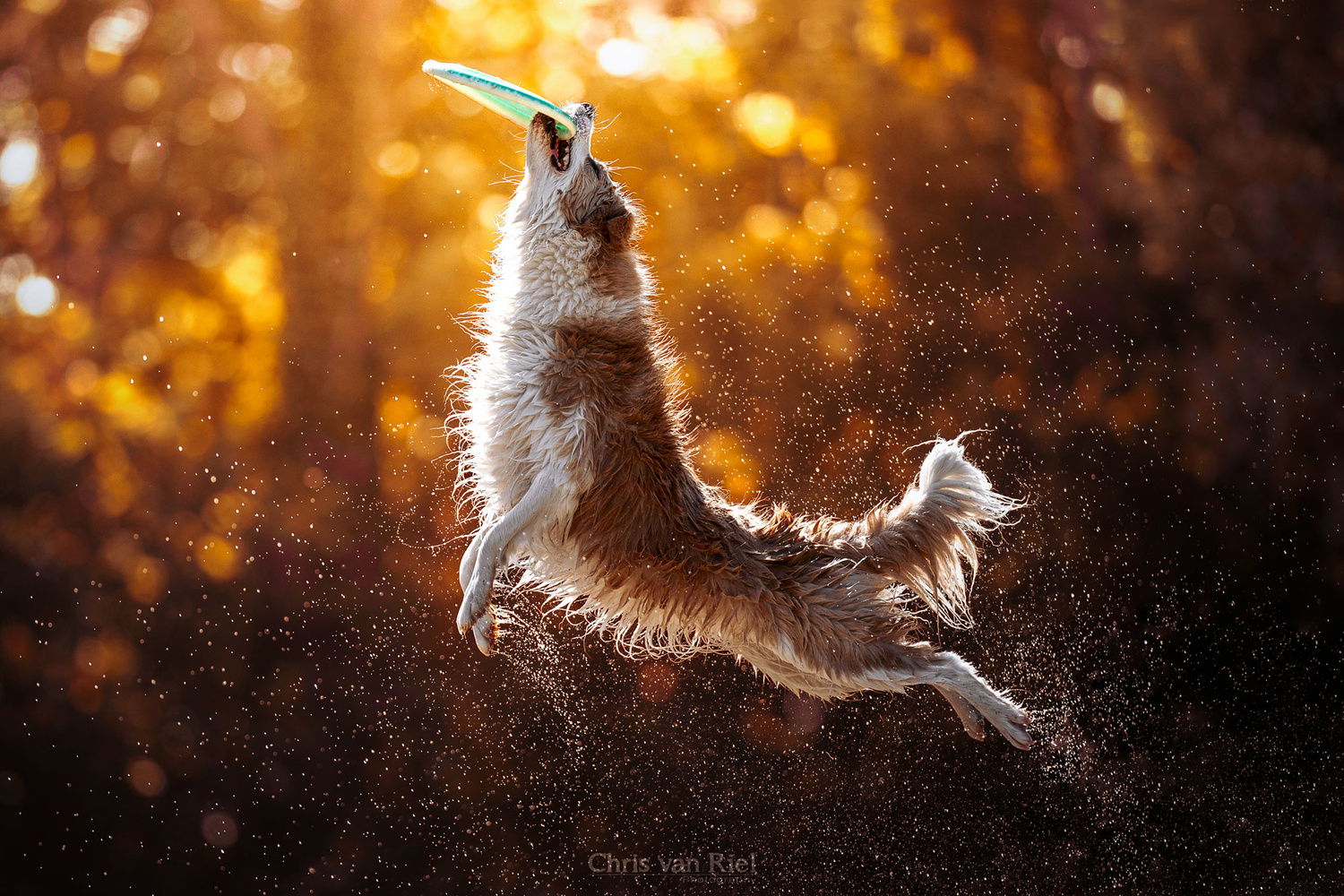Flying furrballs: Poetry in motion - Chris Van Riel on Fstoppers