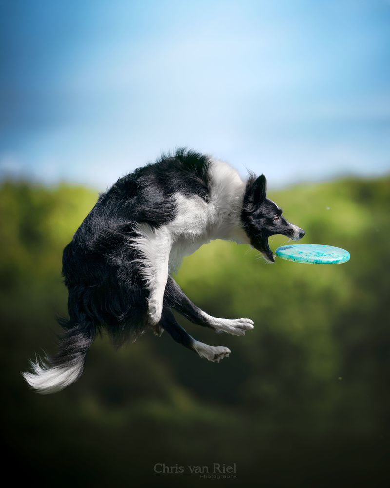 Flying furrballs: Poetry in motion - Chris Van Riel on Fstoppers