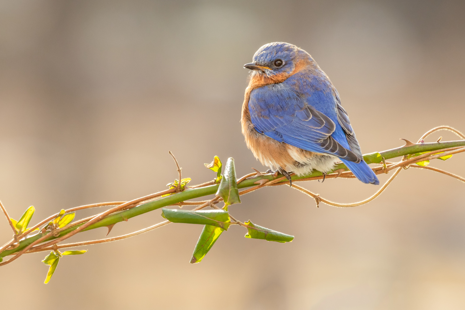A Coat of Fluffy Down - Melody Mellinger on Fstoppers