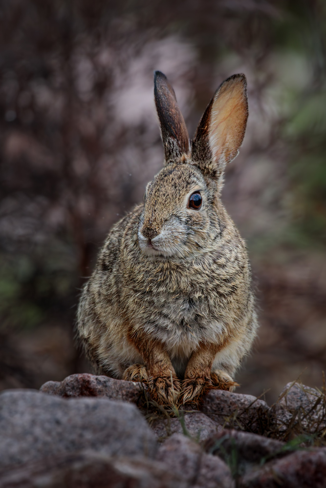 Desert Cottontail Rabbit - Melody Mellinger on Fstoppers