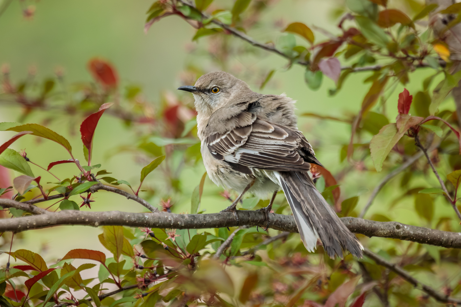 Shaking off the Weather - Melody Mellinger on Fstoppers