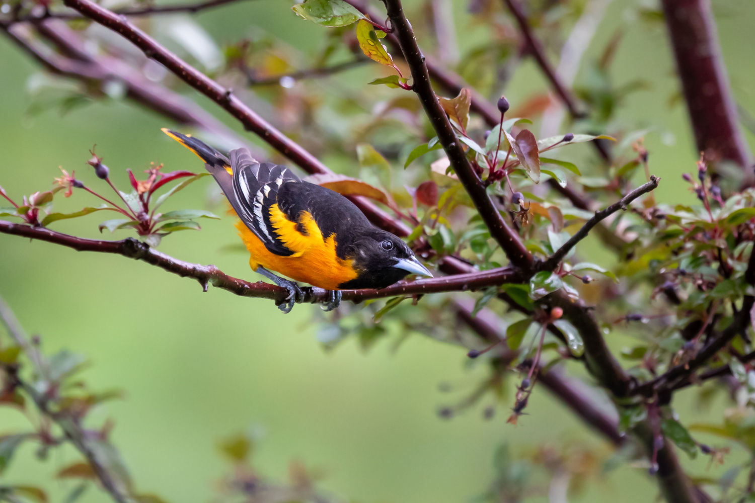 Baltimore Oriole by Melody Mellinger | Fstoppers