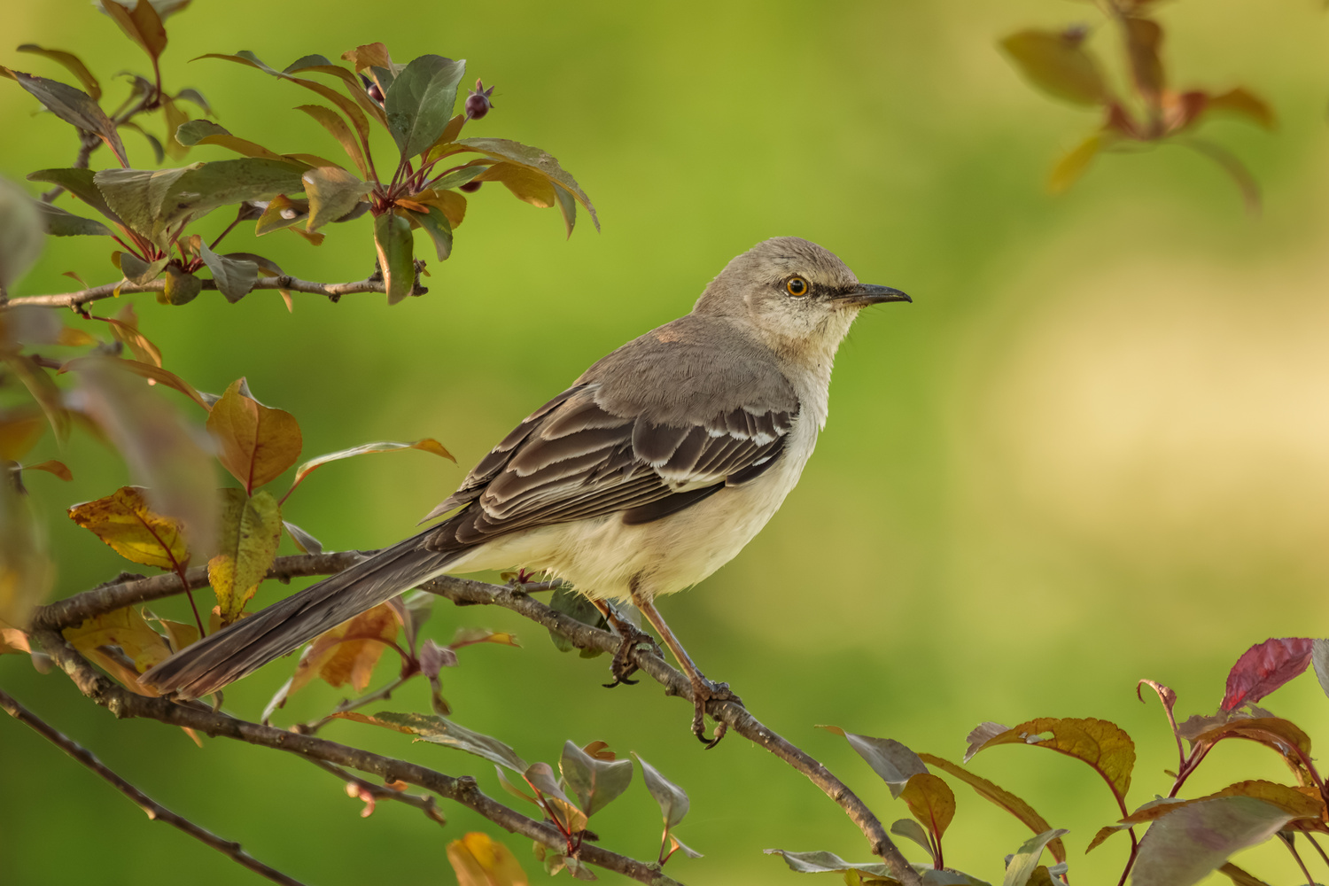 Morning Mockingbird - Melody Mellinger on Fstoppers