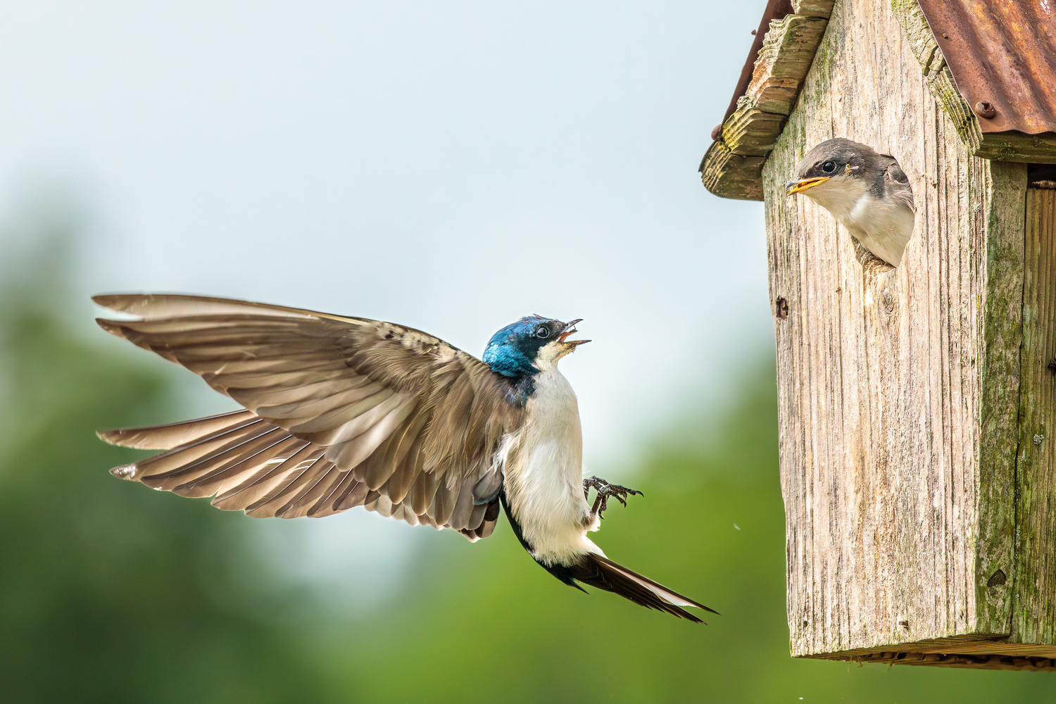 Tree Swallows - Melody Mellinger on Fstoppers