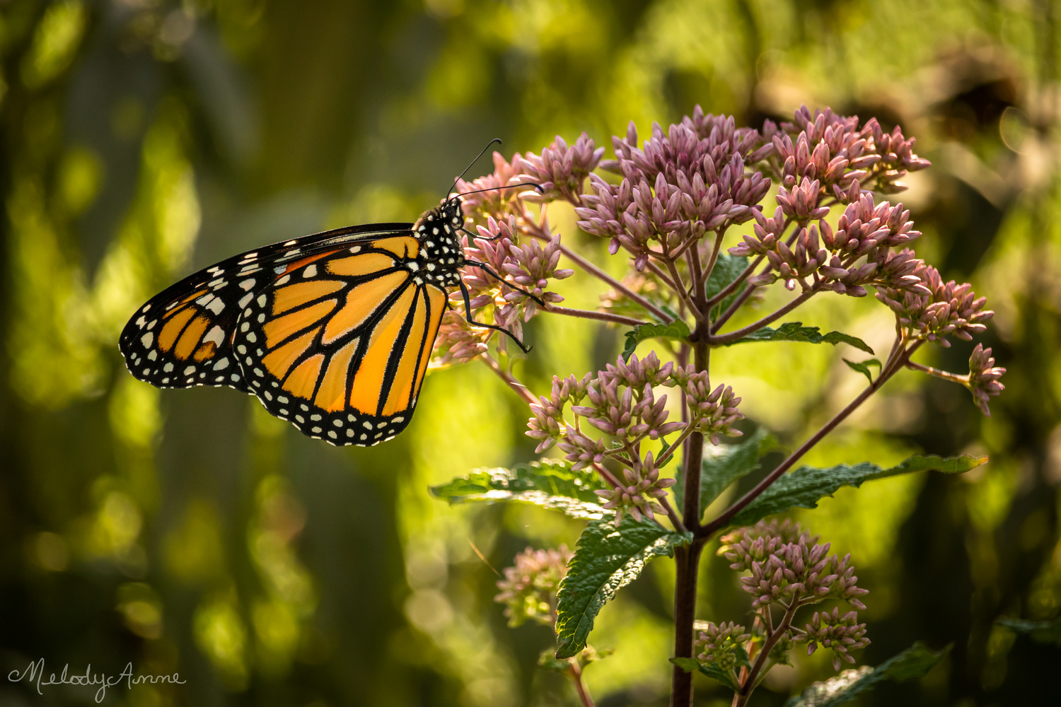 Summer Glow - Melody Mellinger on Fstoppers