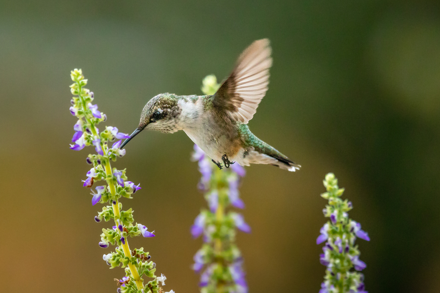A Final Sip of Summer by Melody Mellinger | Fstoppers