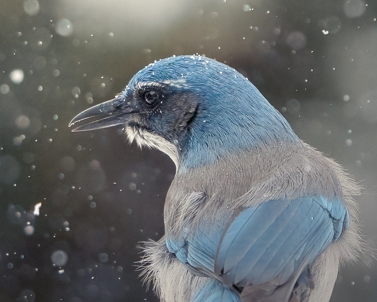 Winter Contest Entry by Andy Coleman | Fstoppers