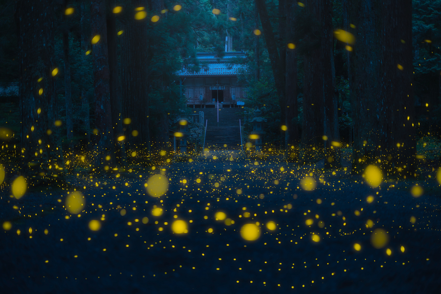 Dancing fireflies by Quan Vu | Fstoppers