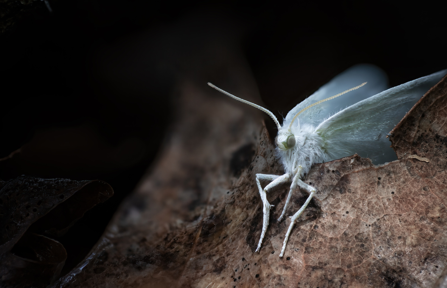 Rise - Dylan Miller on Fstoppers