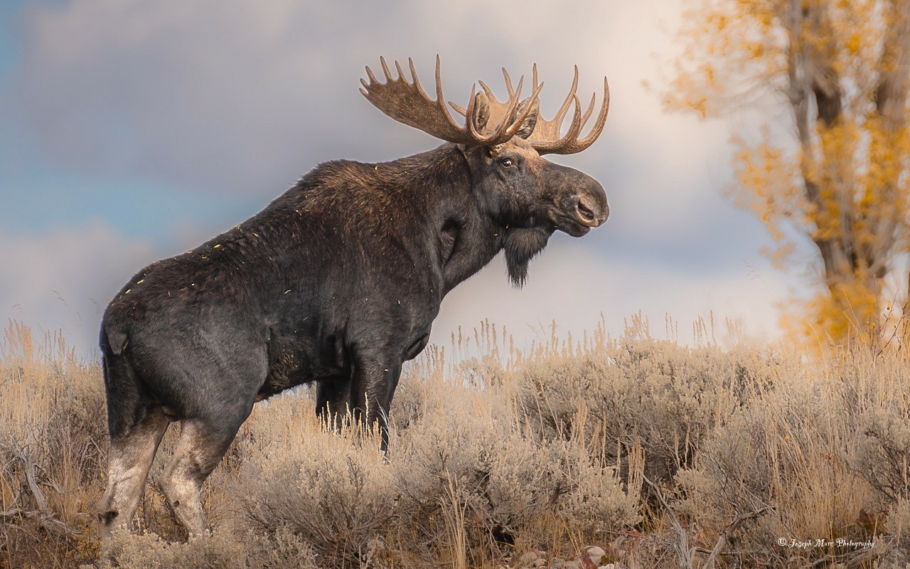 Moose in the Autumn - Joseph Marc Photography on Fstoppers