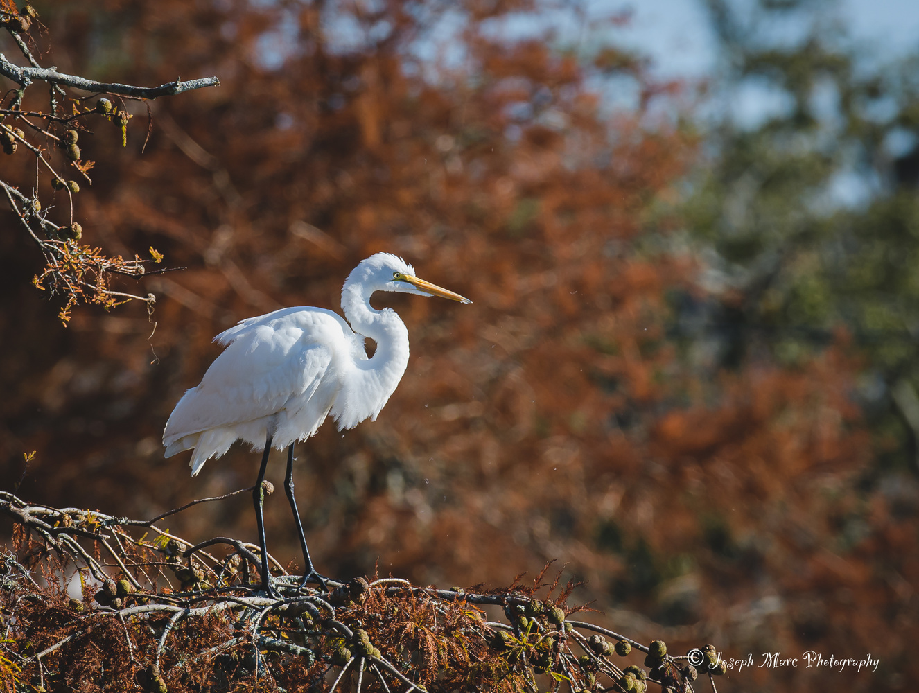 Egret in Cypress Tree - Joseph Marc Photography on Fstoppers
