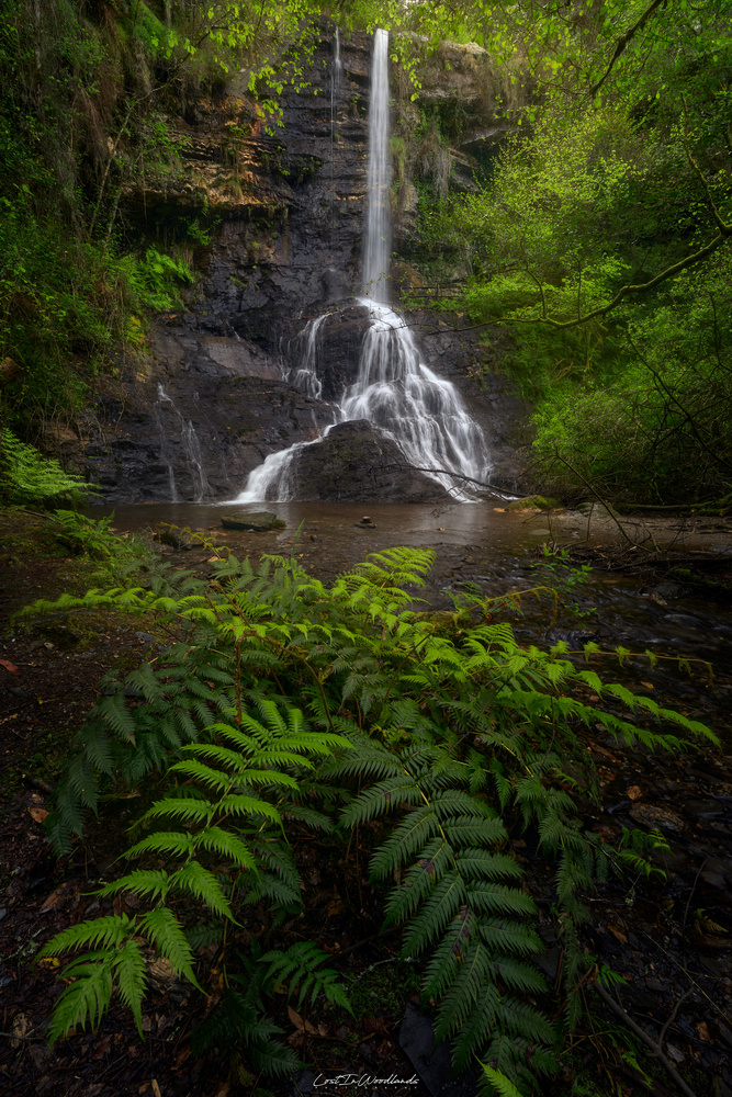 Verdant Falls Fern - Álvaro Lamas on Fstoppers
