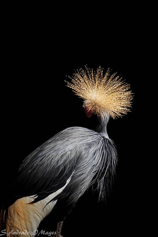 Basking in the Spotlight - Steve Andrade on Fstoppers