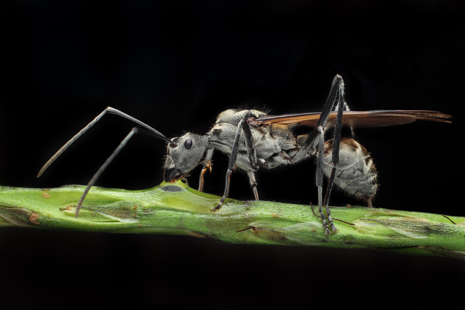 Drinking ant - Mark Kineth Casindac on Fstoppers