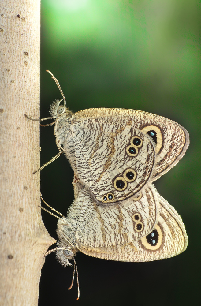Mating five ring. - Mark Kineth Casindac on Fstoppers
