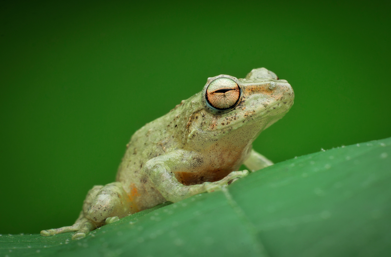Hazel's forest frog - Mark Kineth Casindac on Fstoppers