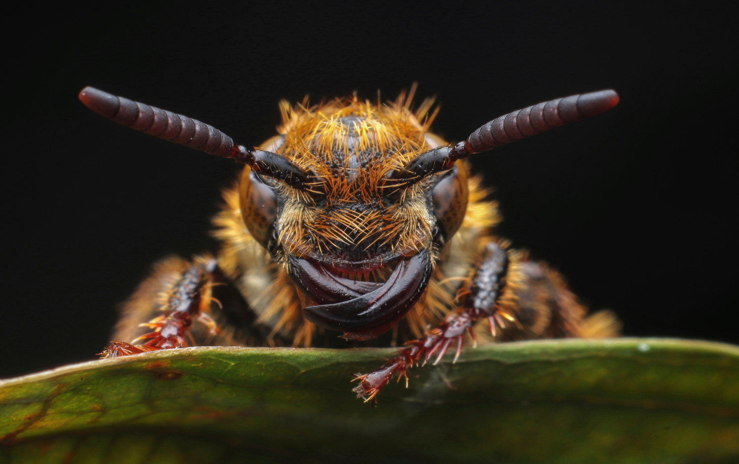 Giant leaf-cutter bee - Mark Kineth Casindac on Fstoppers