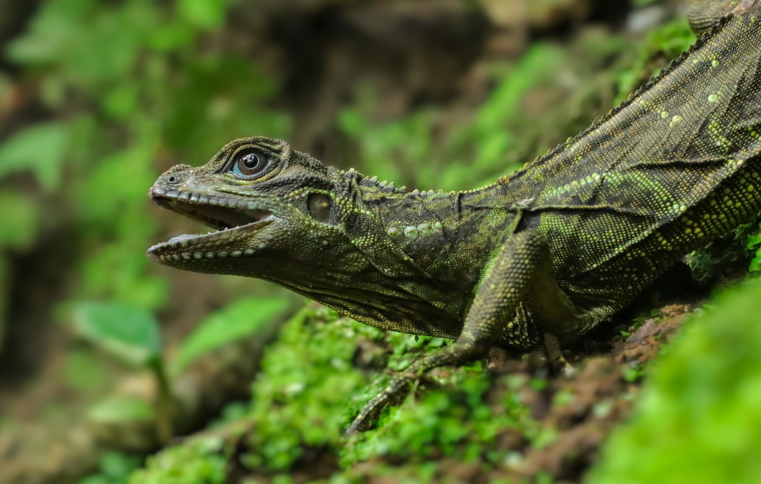 Philippine juvenile sailfin lizard - Mark Kineth Casindac on Fstoppers