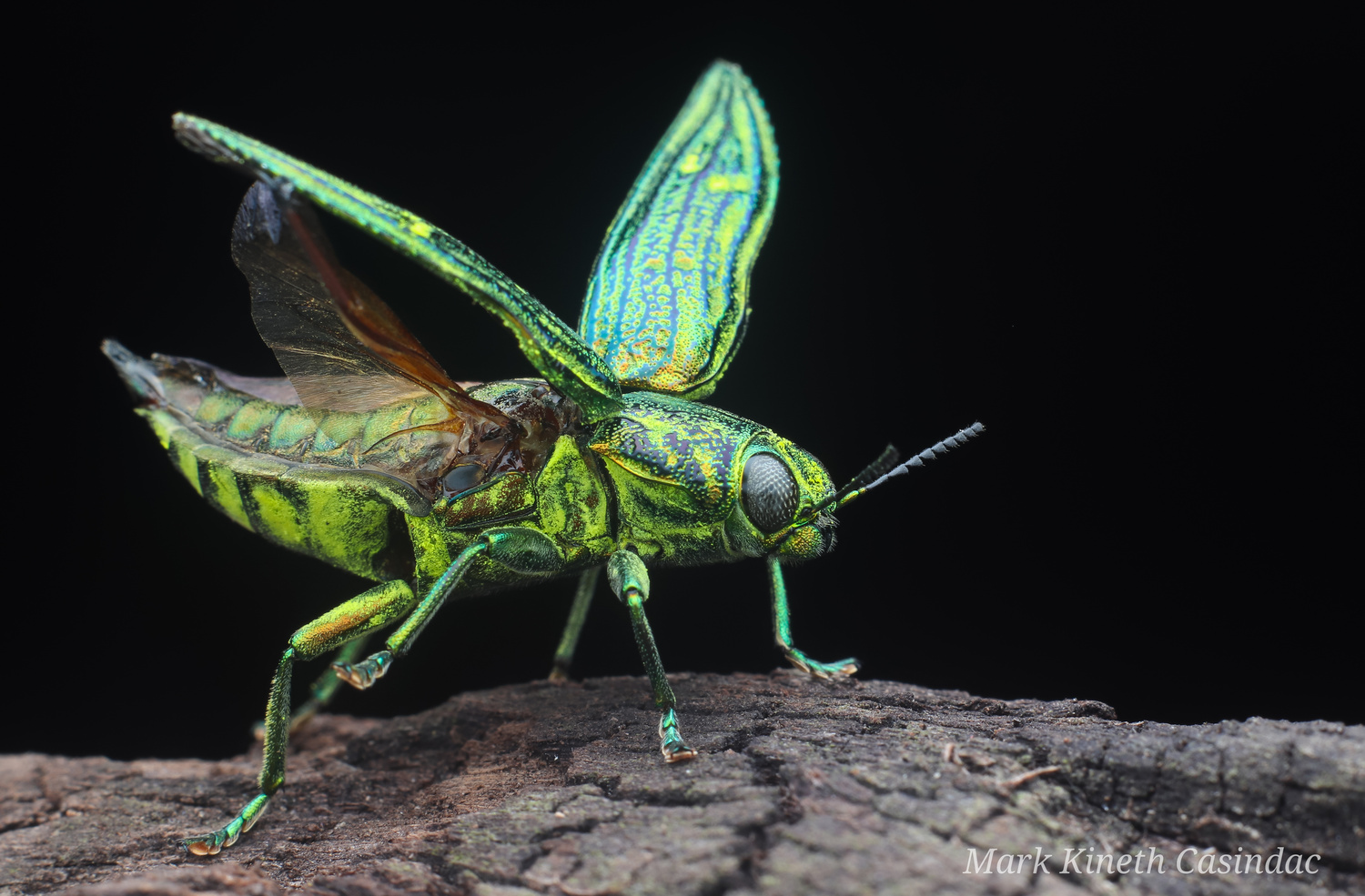 Jewel beetle - Mark Kineth Casindac on Fstoppers