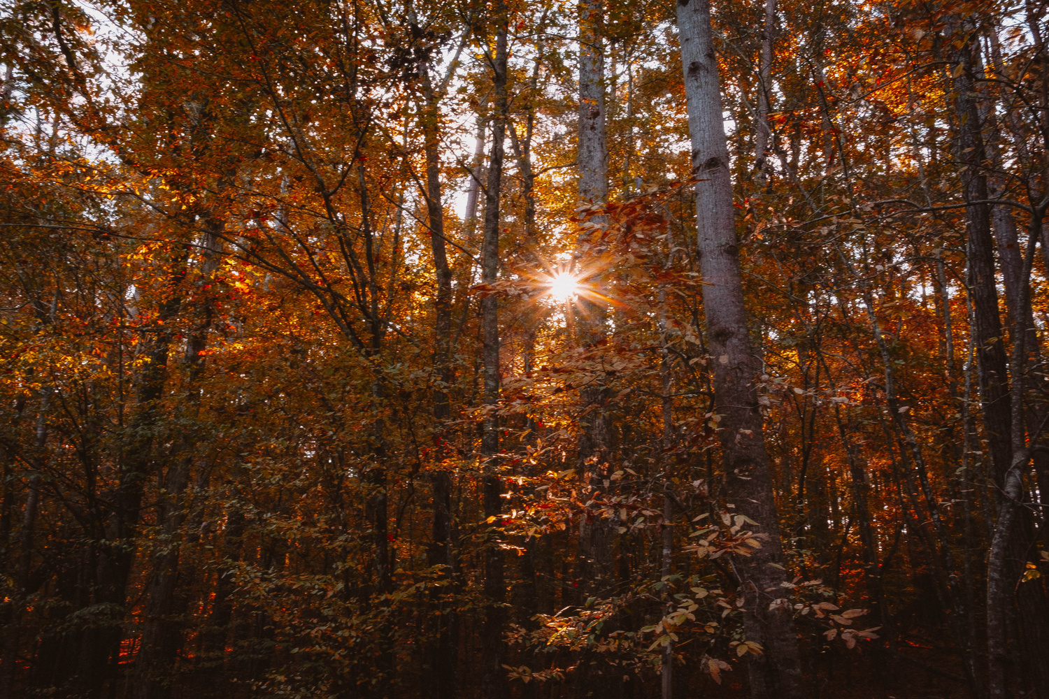 Fall sun in the trees - Mark Kuhl on Fstoppers
