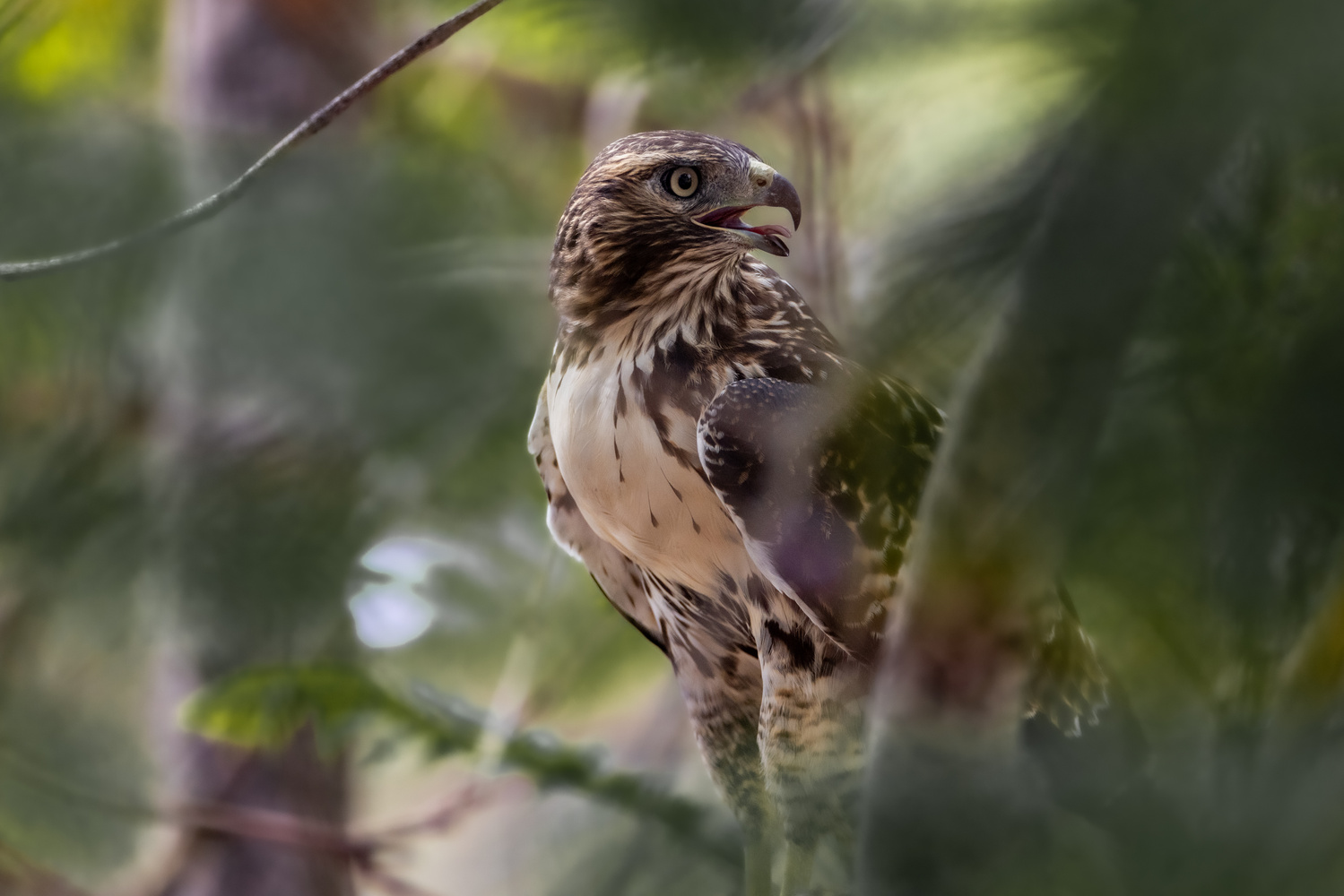 Baby Red Tail Hawk - Matt Krofcheck on Fstoppers
