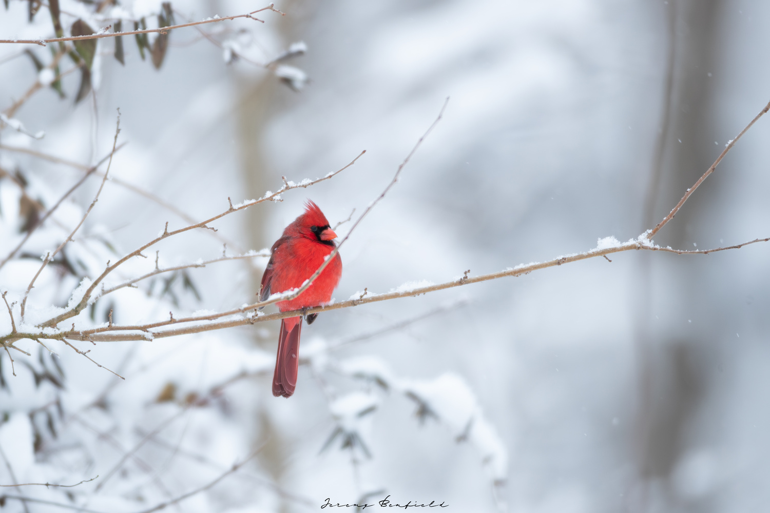 Cardinal in the Snow - Jeremy Benfield on Fstoppers