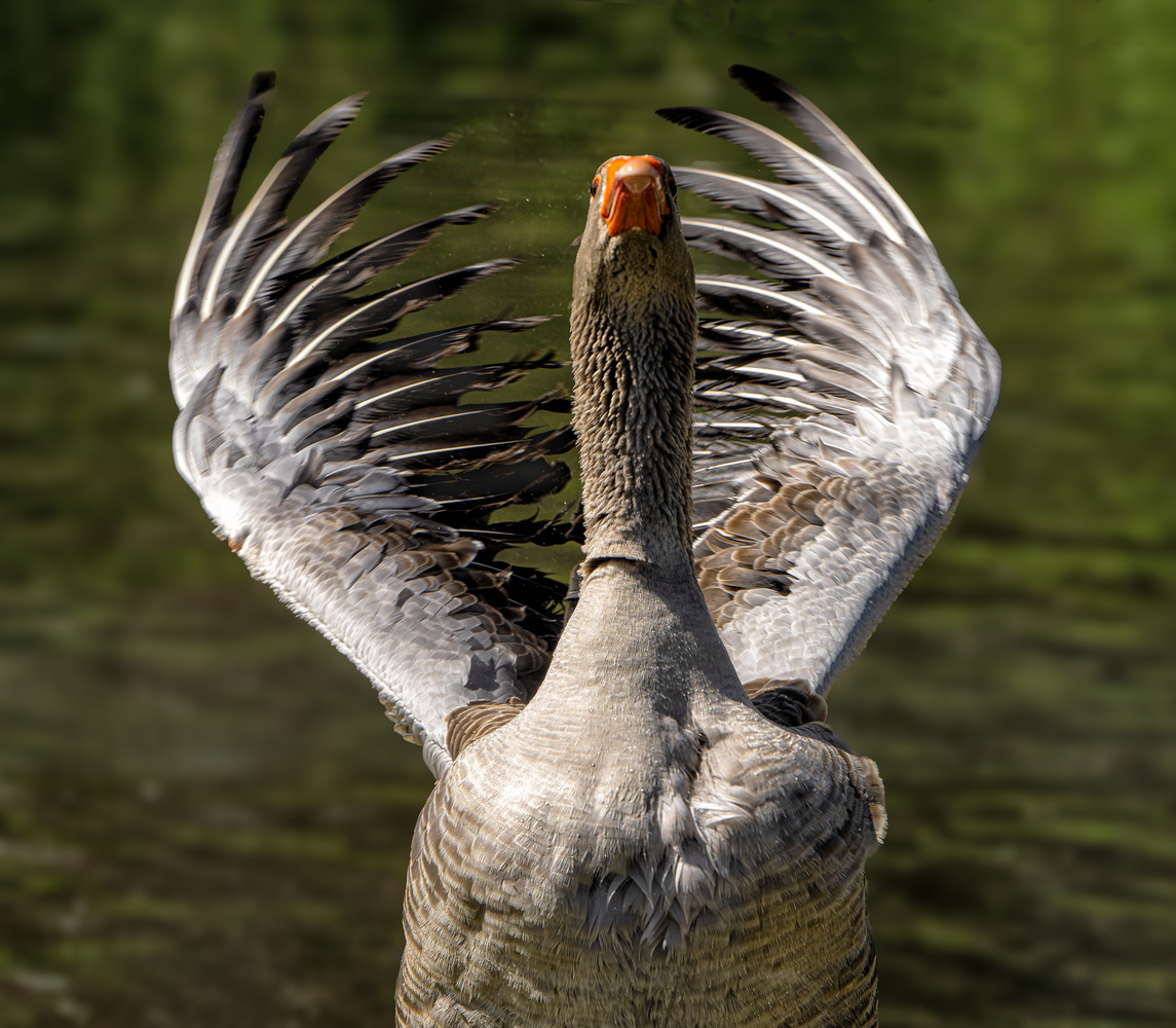 Goose fleeing from the terrifying claws - Mariano San José González on ...