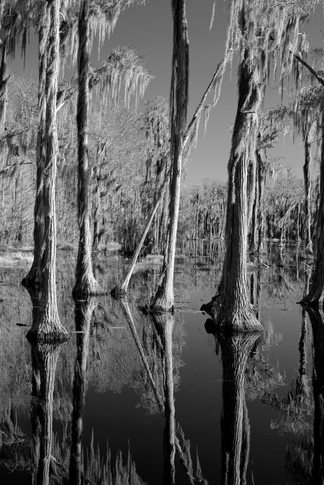 Cypress Reflection by Barry Medlin | Fstoppers