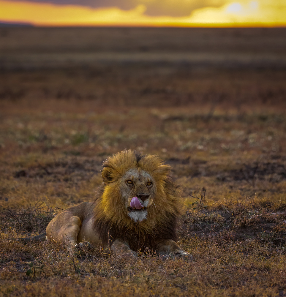 Lion, Lion Burning Bright - Robert Henderson on Fstoppers