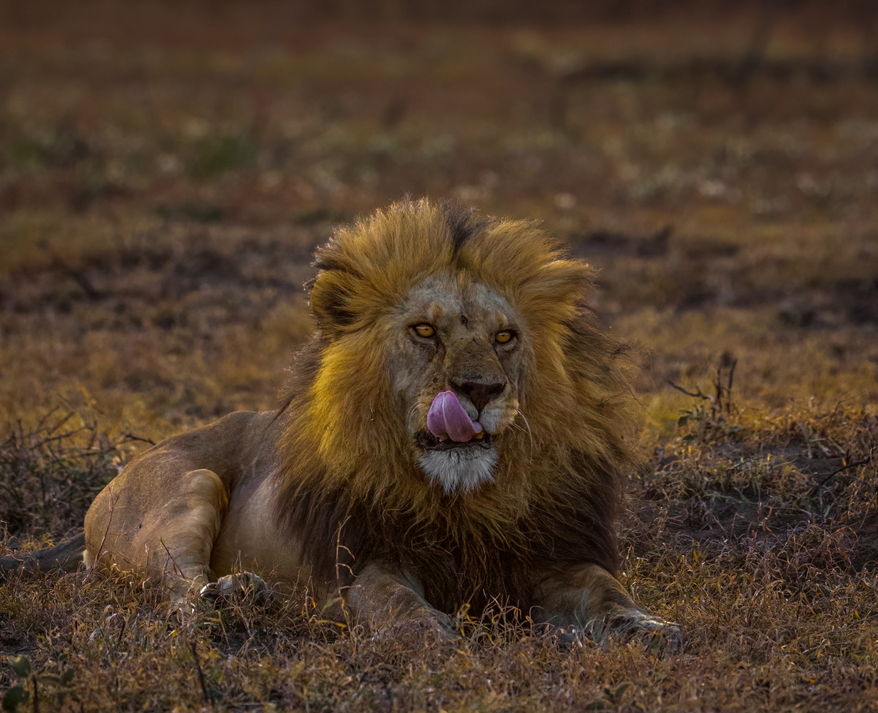 Lion, Lion Burning Bright 2 - Robert Henderson on Fstoppers