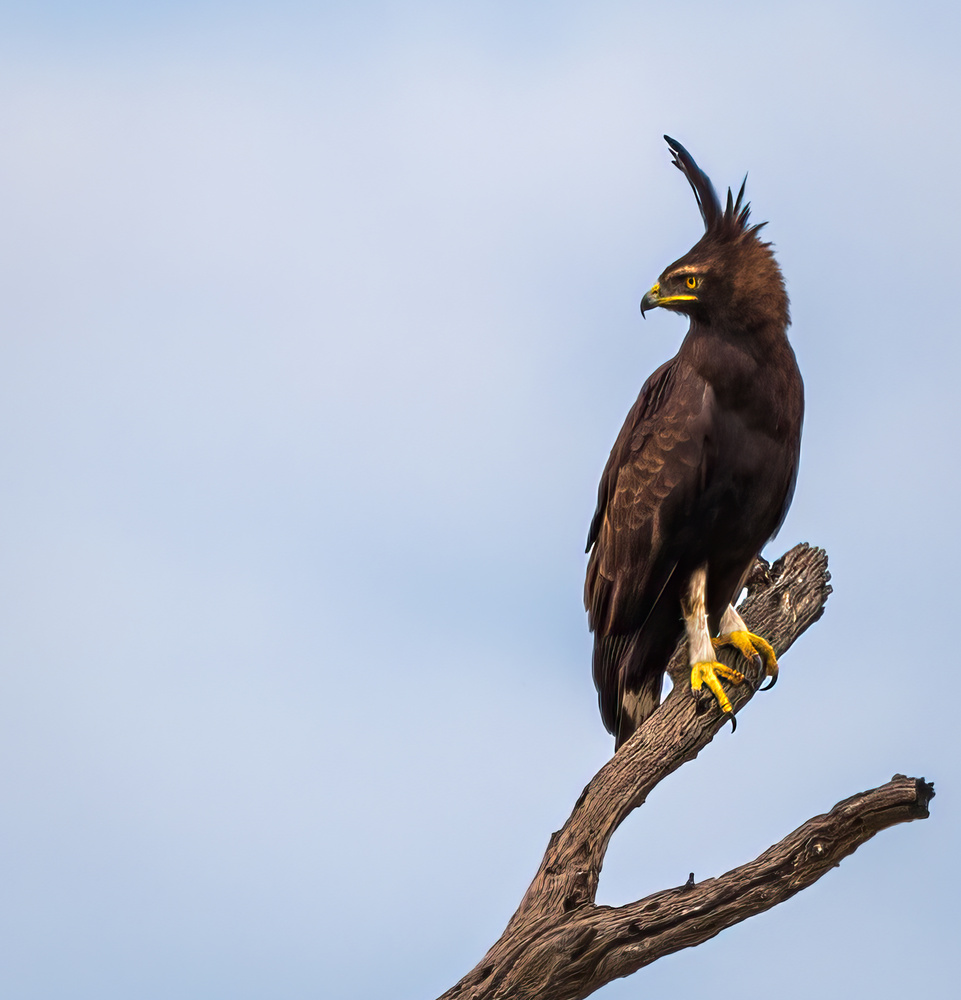 Long Crested Eagle - Robert Henderson on Fstoppers