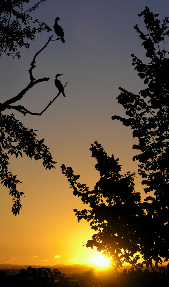 Cormorants Roosting In Day's Last Light - Stanley Petersen on Fstoppers