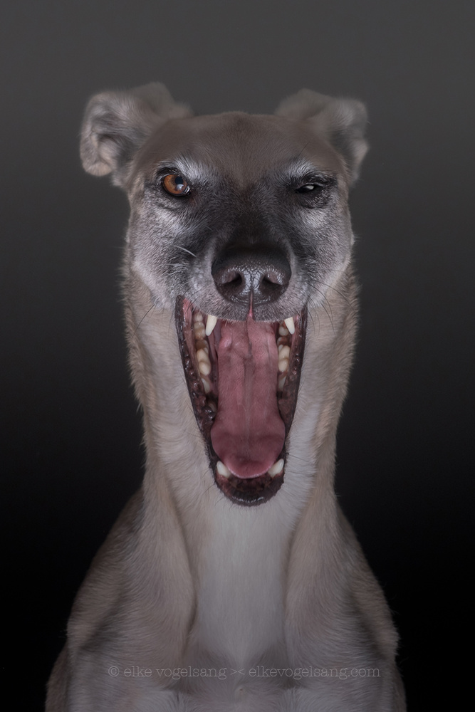 "Mooom, something's wrong with Daisy!" by Elke Vogelsang | Fstoppers