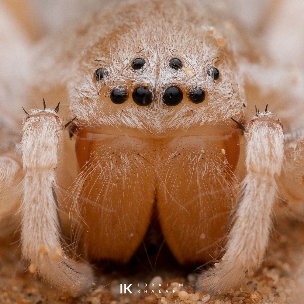Huntsman spider - Ibrahim Khalaf on Fstoppers