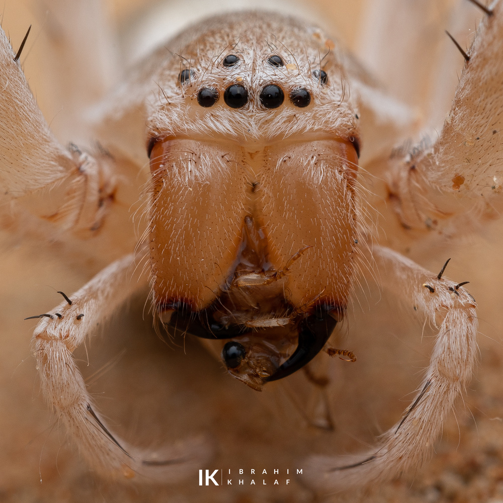 Huntsman spider - Ibrahim Khalaf on Fstoppers